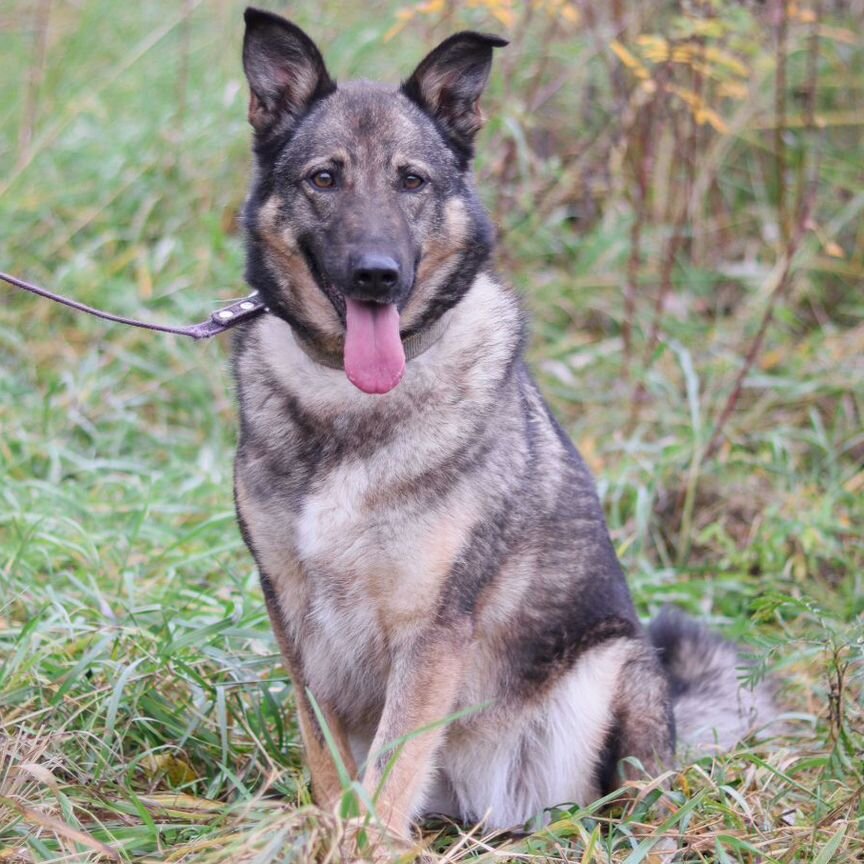 Взрослая собака в добрые руки