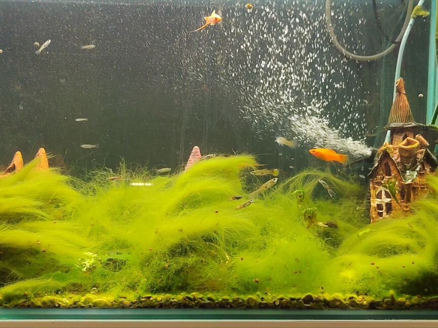 Аквариумные растения Кладофора