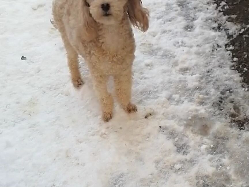 Девочка Той 2,5 года