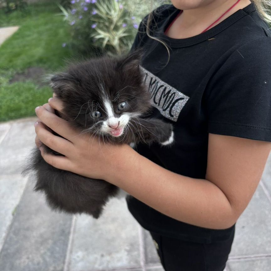 Отдам в добрые руки