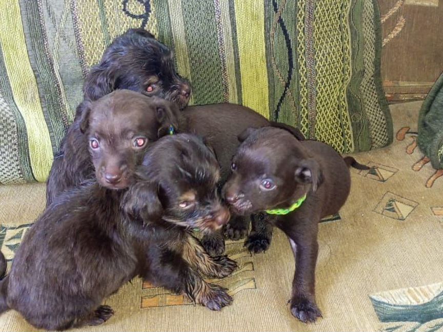 Той-терьер + Болонка