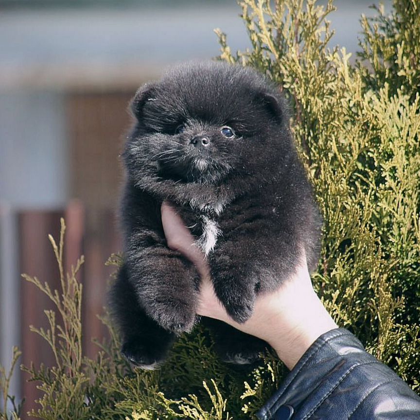 Мальчик уголек