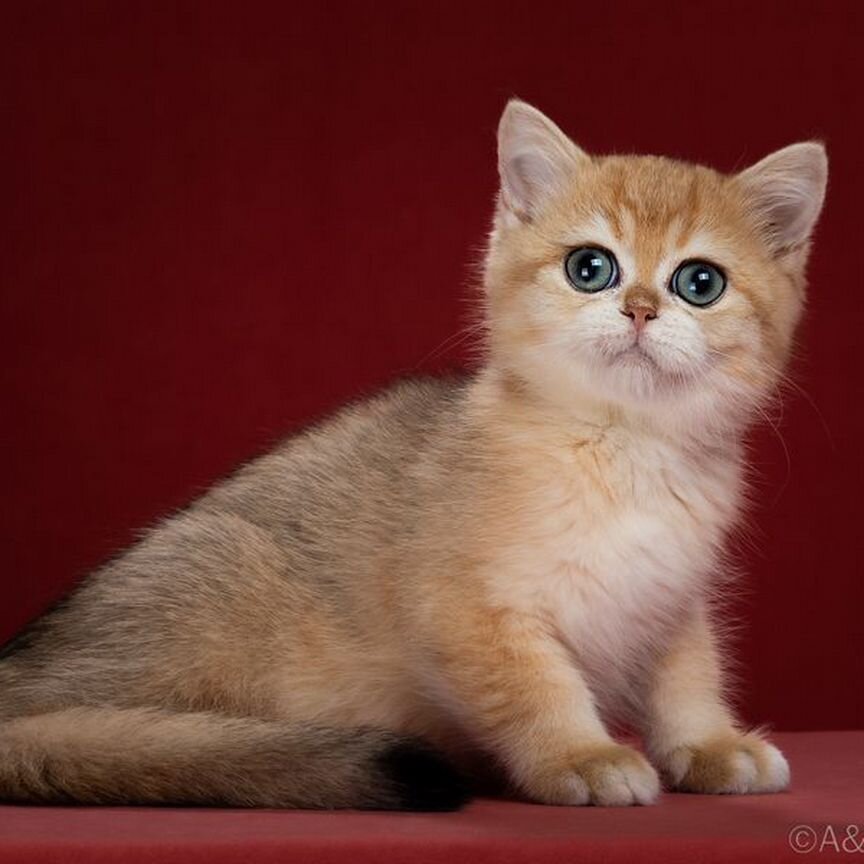 Шотландские золотые шиншиллы котята
