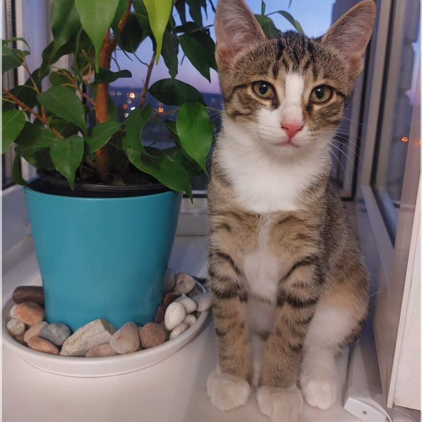 Котенок мальчик в добрые руки