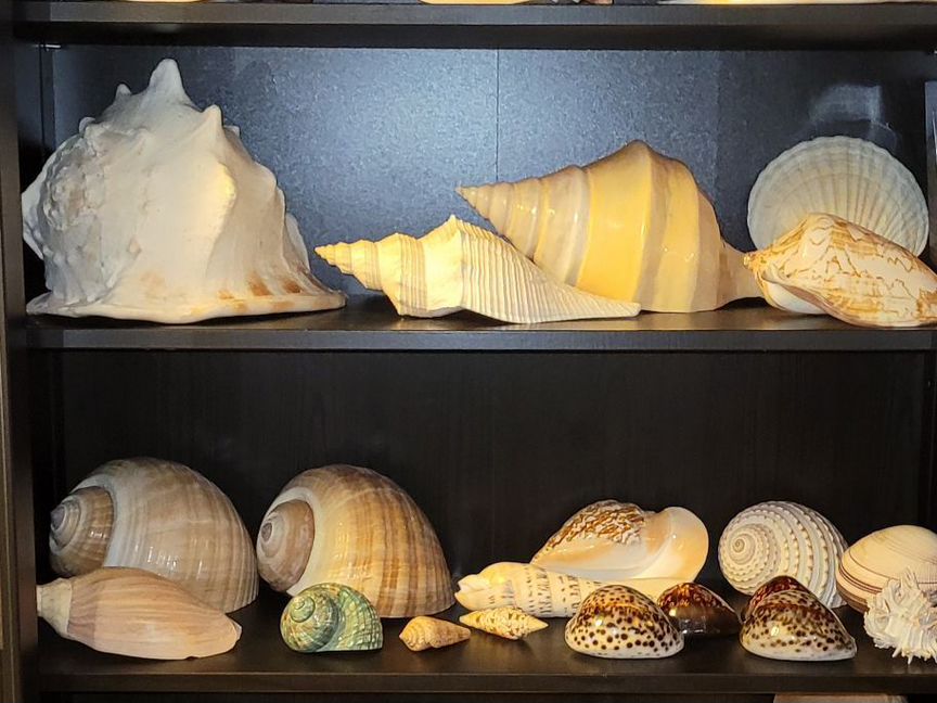 Коллекционные ракушки. Большой выбор