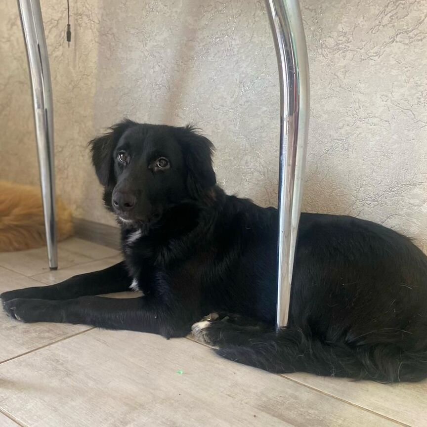 Отдам собаку в добрые руки