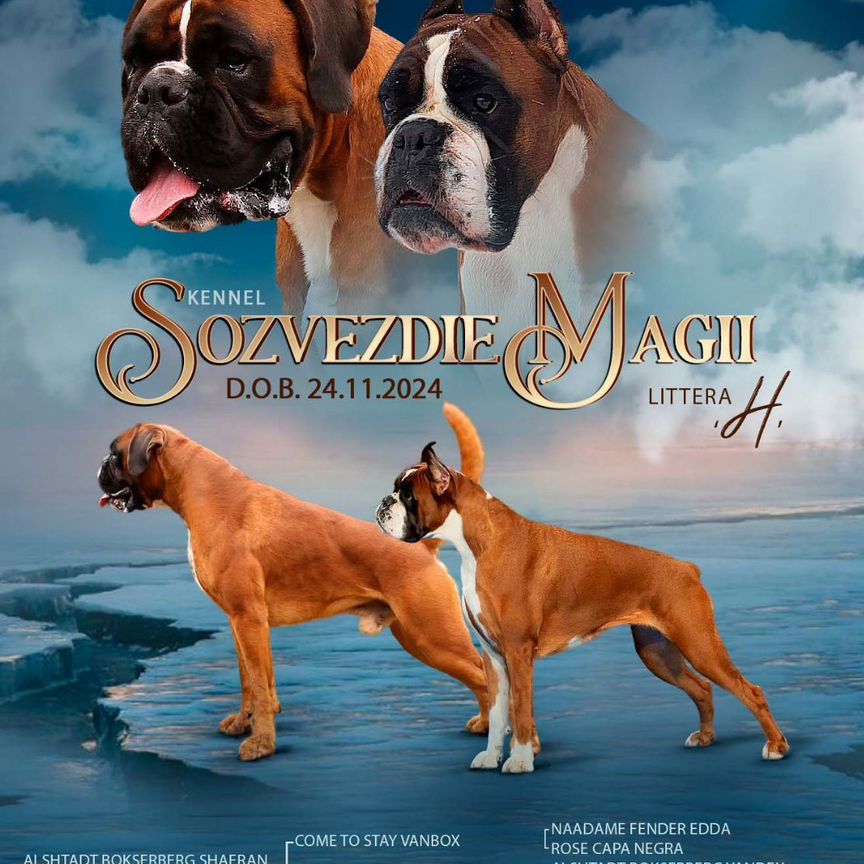 Щенки боксера