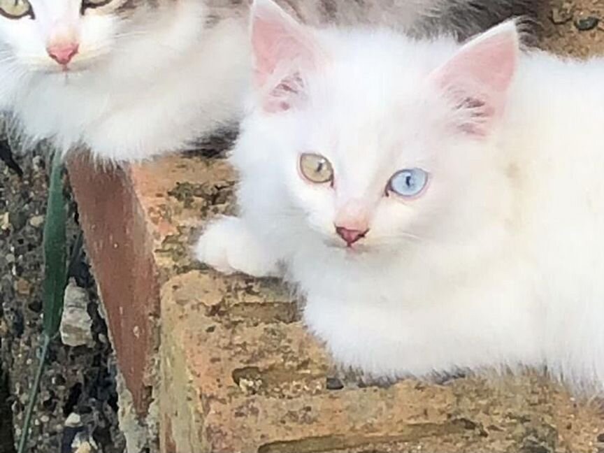 Котята мышеловки ищут дом