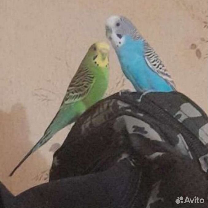 Пара вольнистых папугай