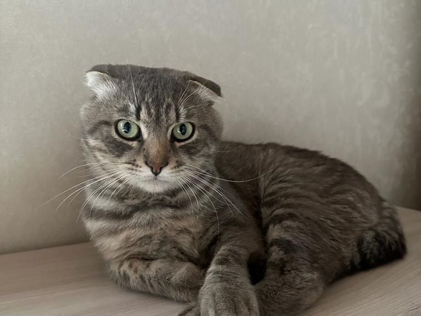 Шотландская вислоухая