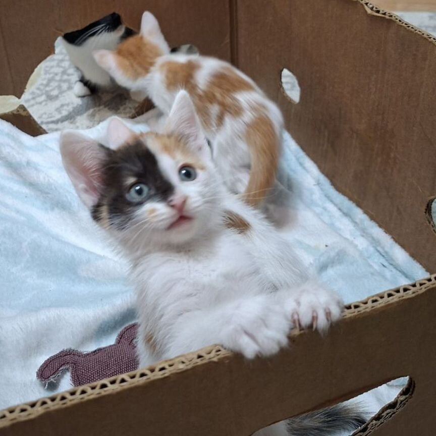 Уральский рекс котёнок