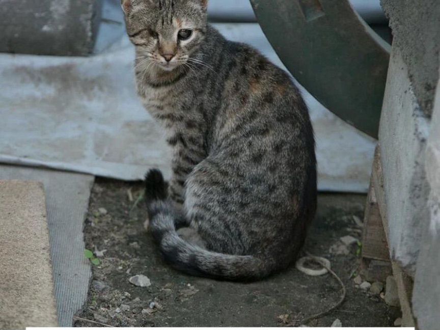 Приют закрывается. Возьмите у нас животное
