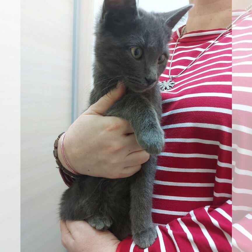 Котёнок в добрые руки