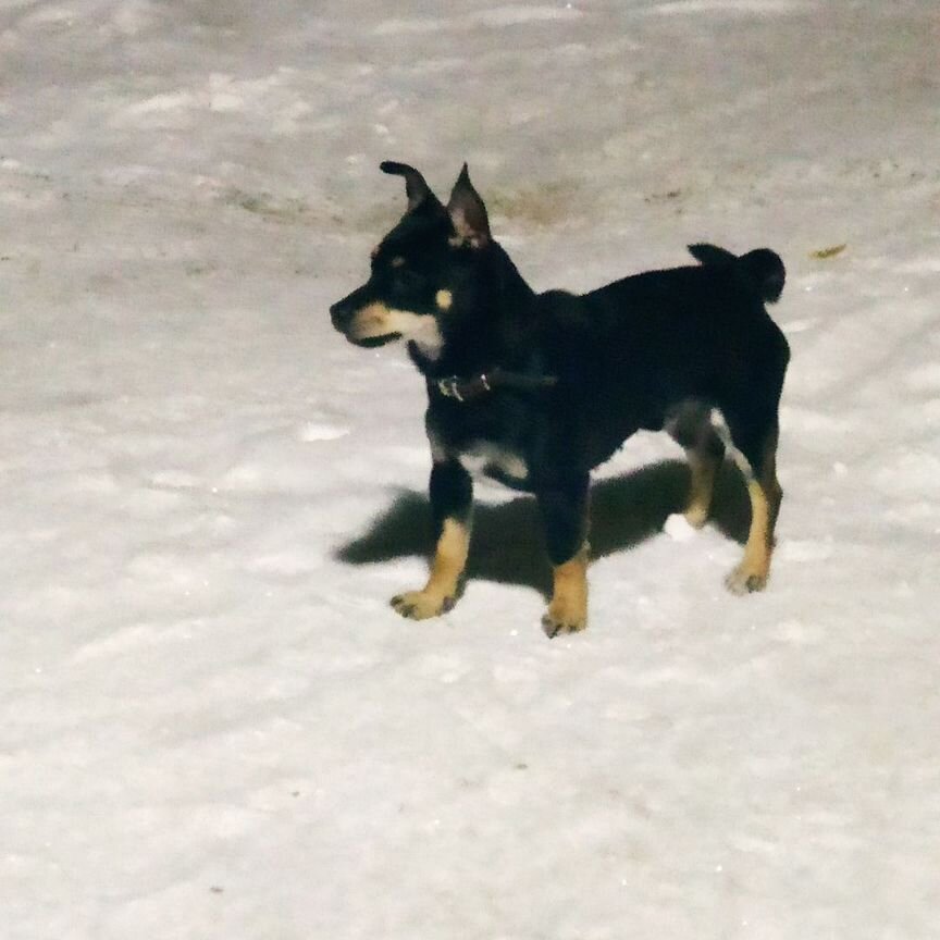 Маленький песик