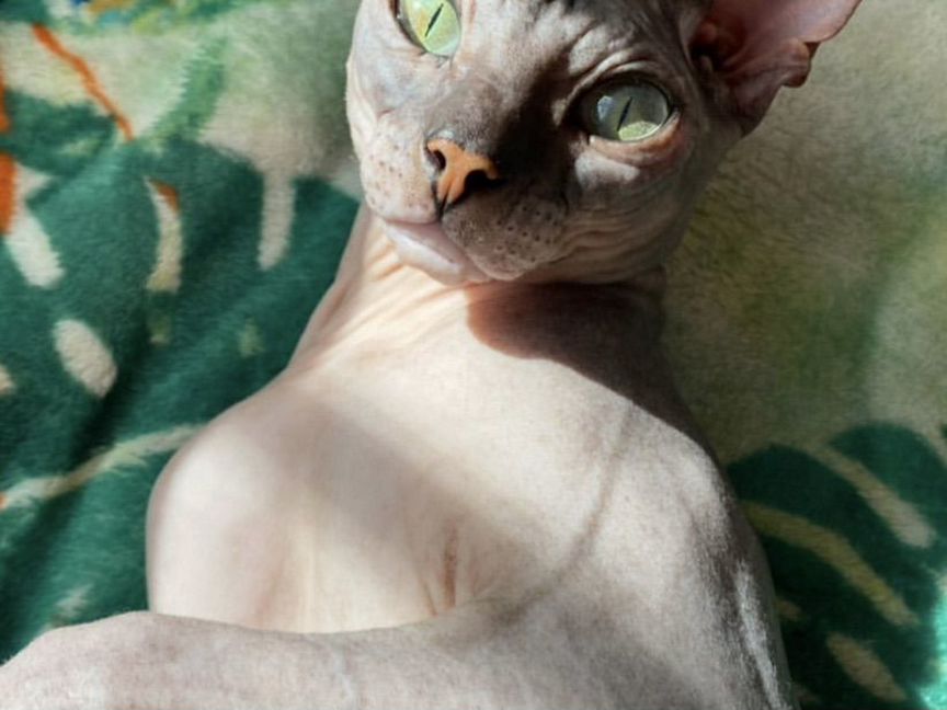 Канадский сфинкс