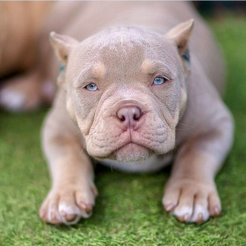 Щенки Американского Булли