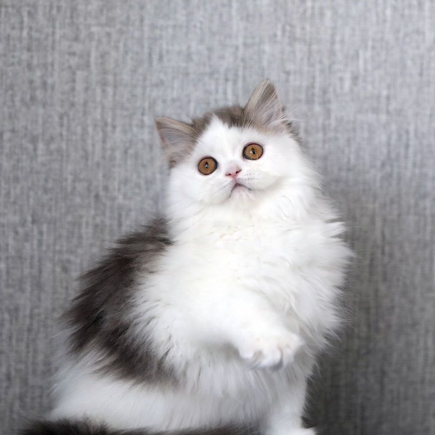 Шотландский прямоухий котенок