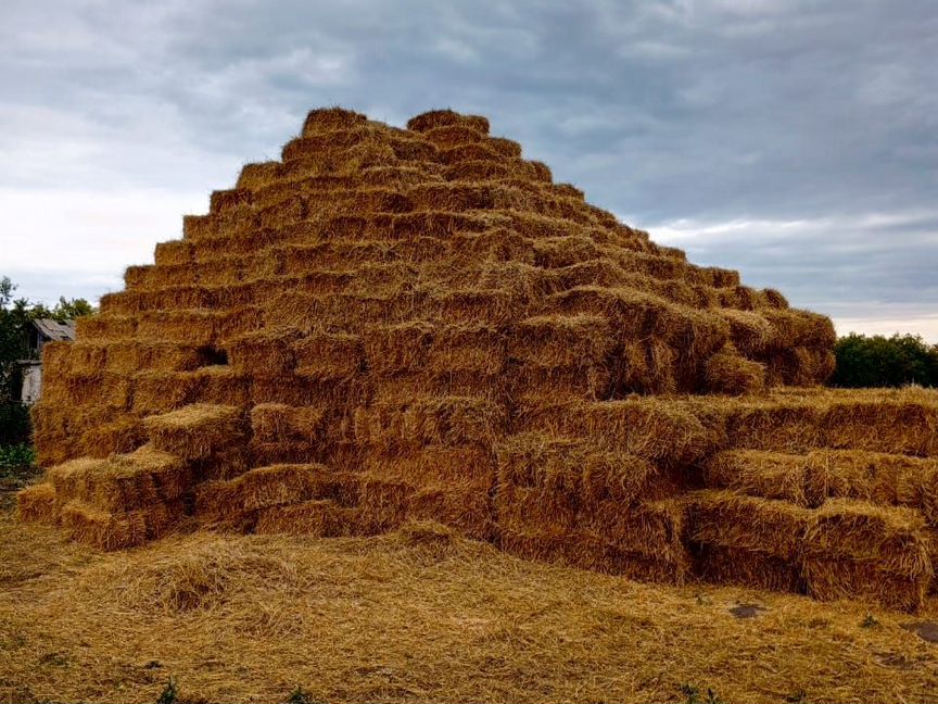 Солома ячменная в тюках