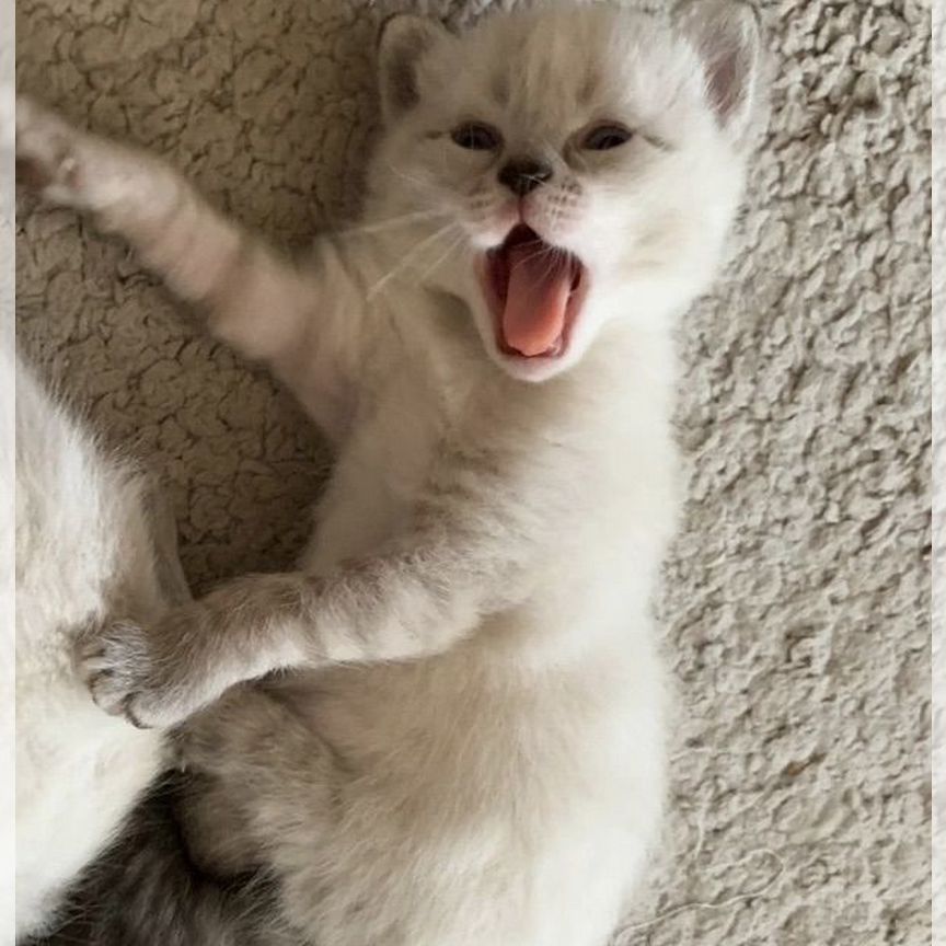 Сибирский котёнок