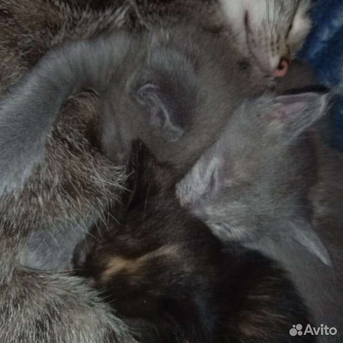 Котята в дар.Голубая русская