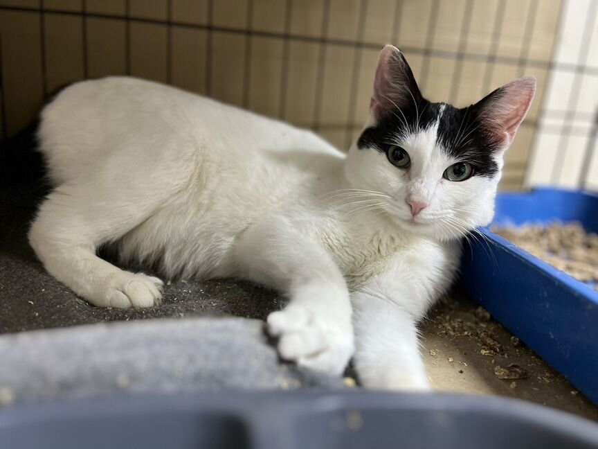 Любаша в поиске дома