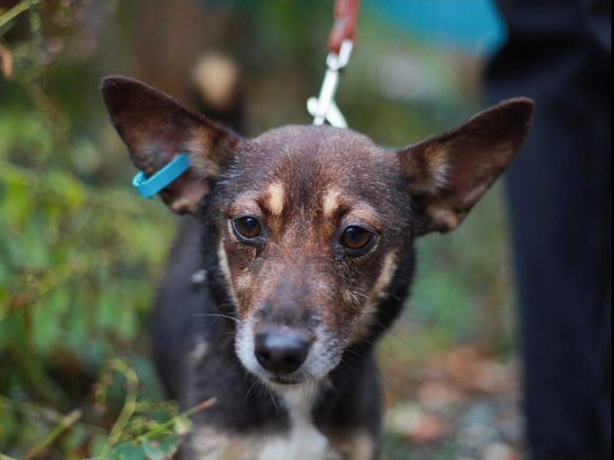 Отдам в добрые руки