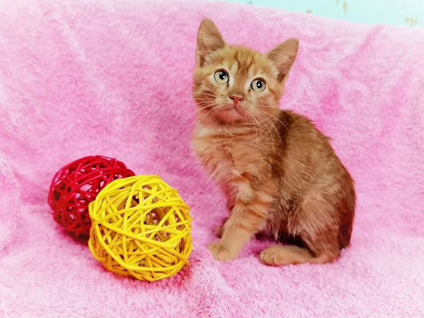 Котёнок 1,5 мес в поисках дома