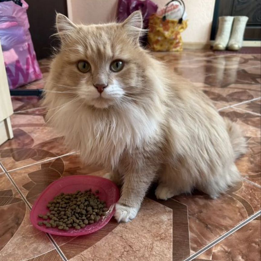 Взрослый кот в добрые руки