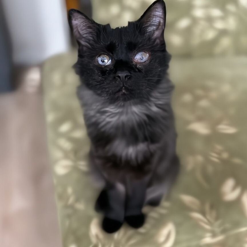 Взрослая кошка в добрые руки