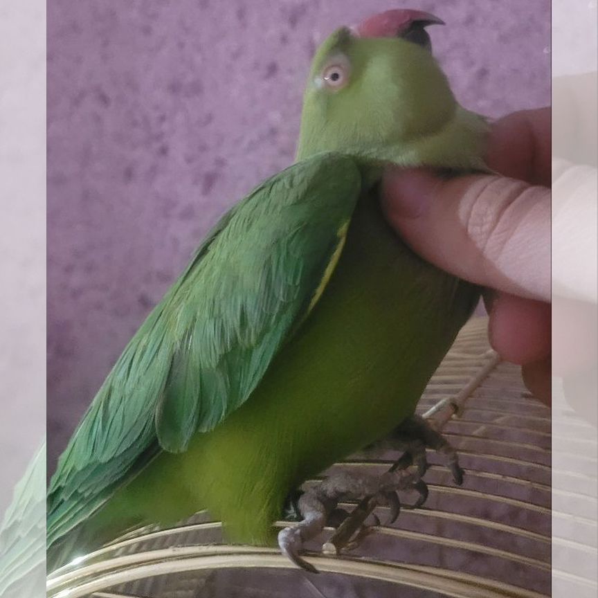 Ожереловый попугай