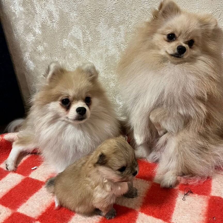 Продам щенка шпиц