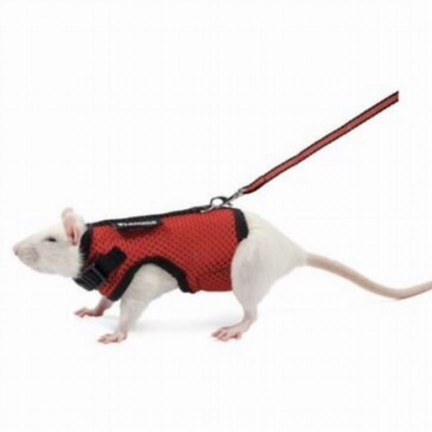Шлейка для крыс