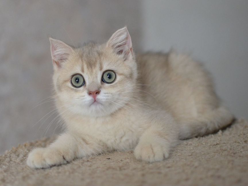 Лиловая золотистая шиншилла