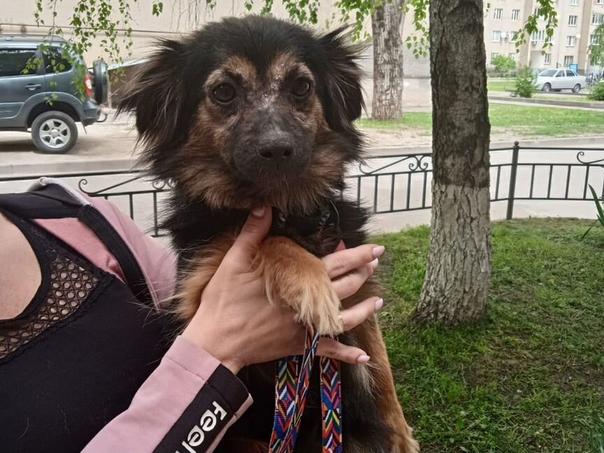 Крошечная собачка в добрые руки