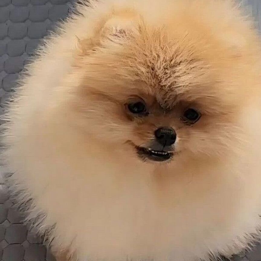 Померанский шпиц