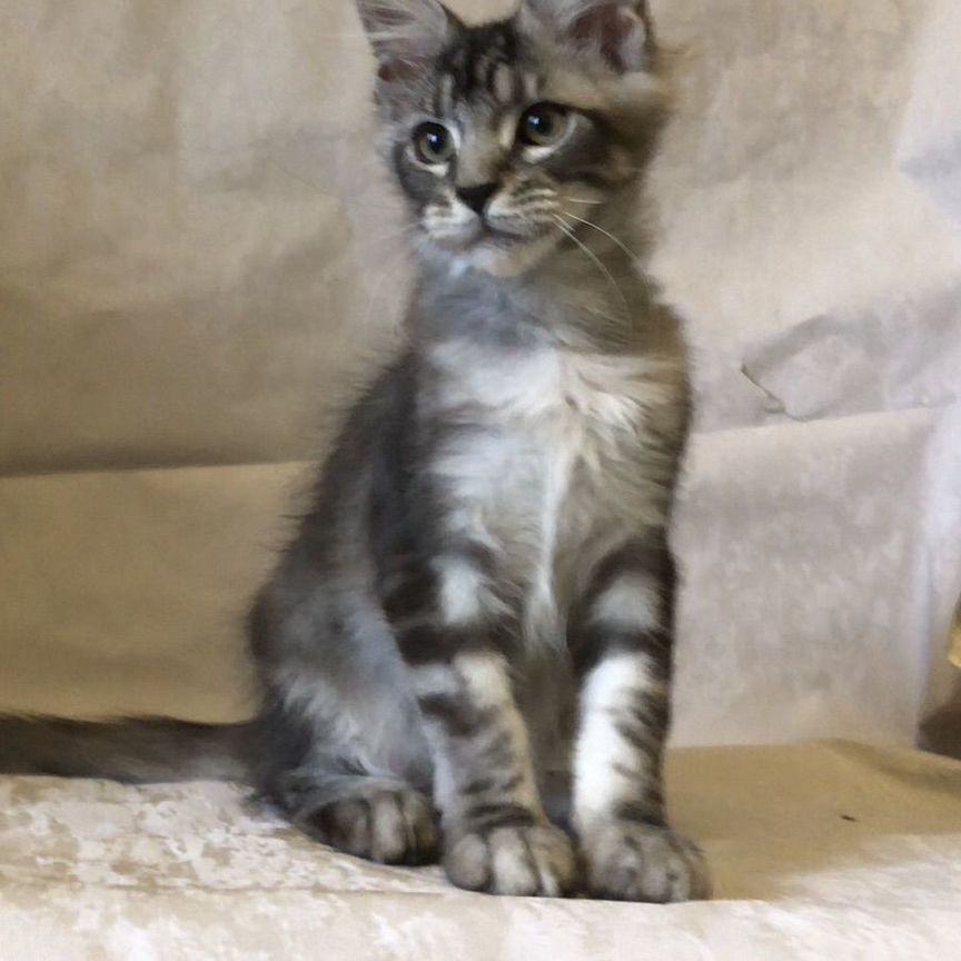 Роскошный мальчик Мейн кун