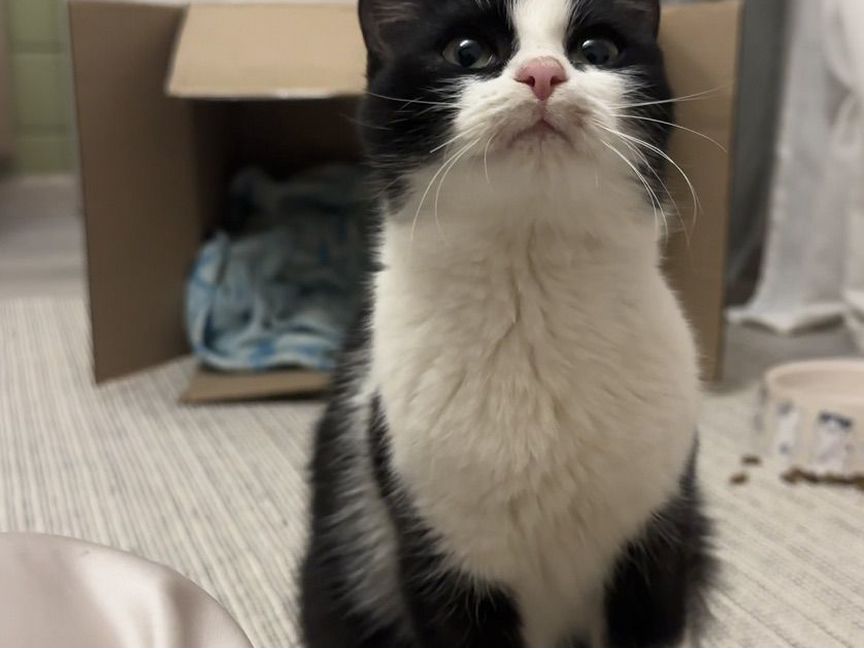 Очень ласковая кошечка