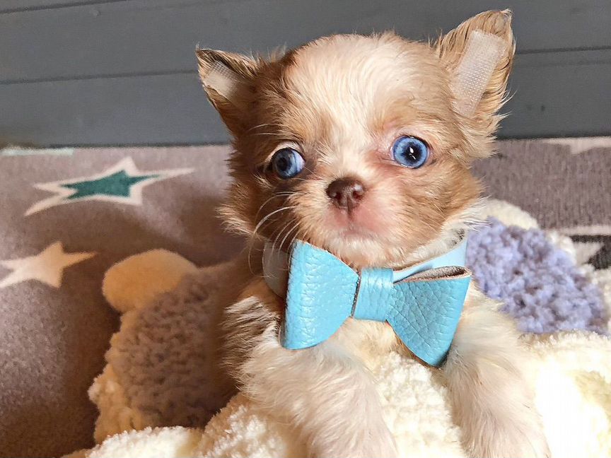 Голубоглазый малыш