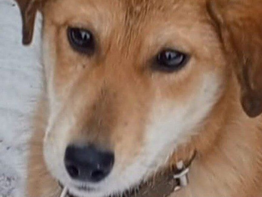 Собака в добрые руки