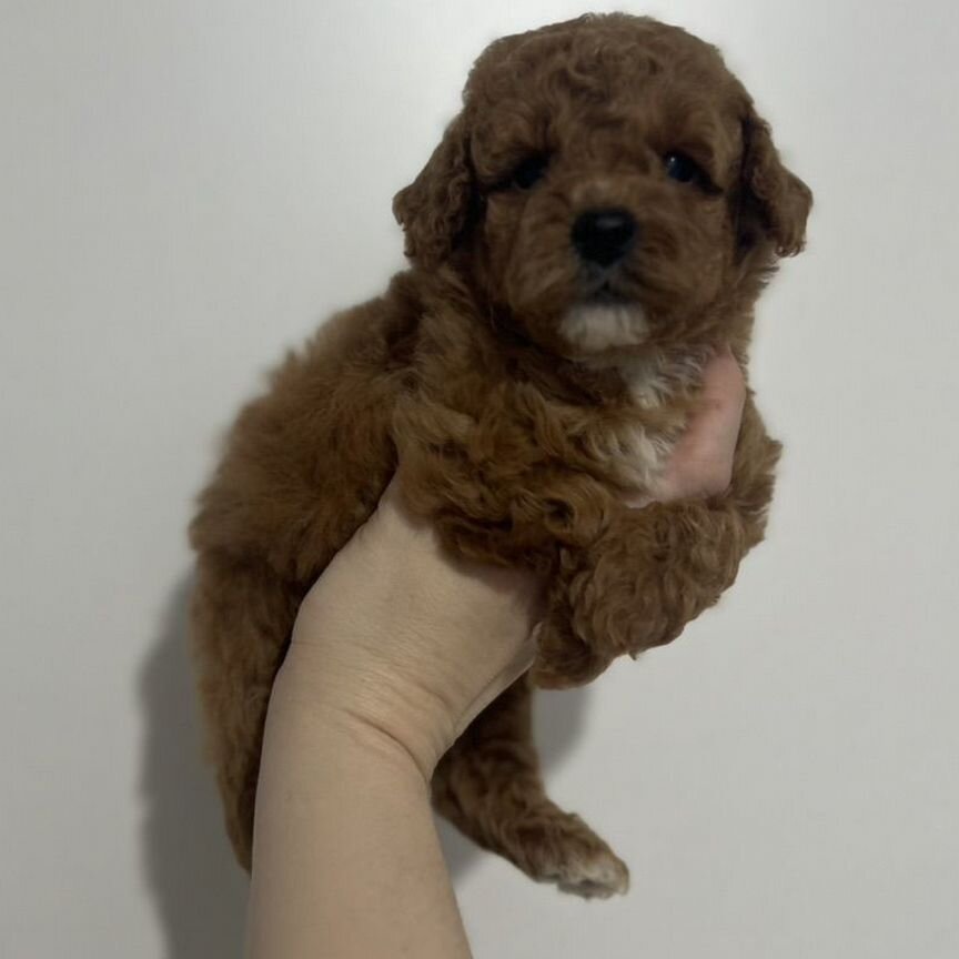 Той-пудель, щенок