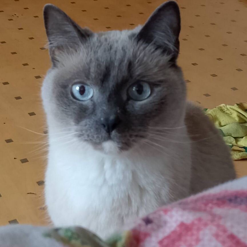 Британский короткошёрстный кот, взрослый