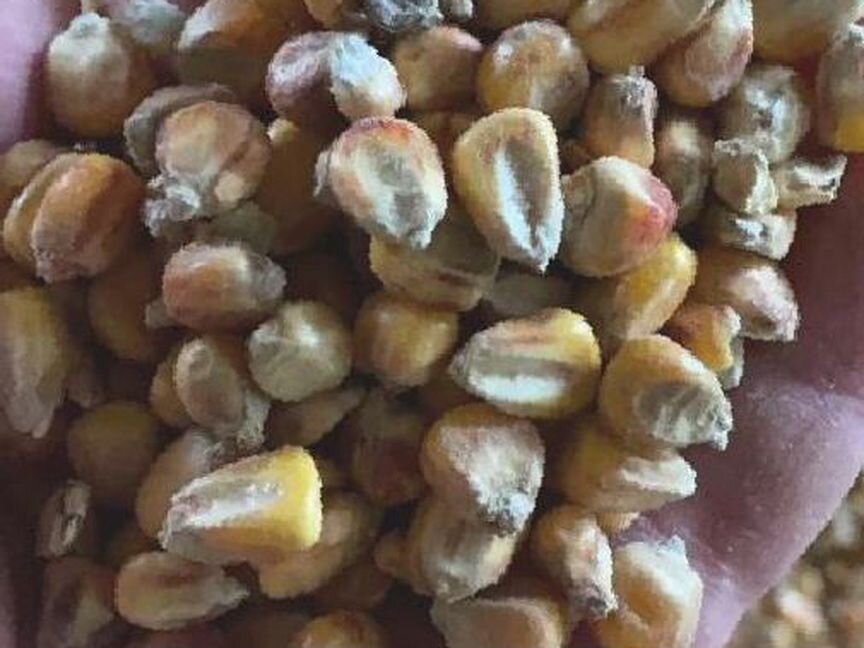 Кукуруза в мешках 40кг