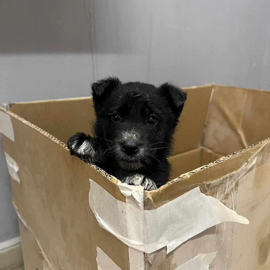 Щенок девочка в добрые руки