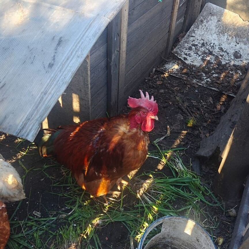 Петух голошей