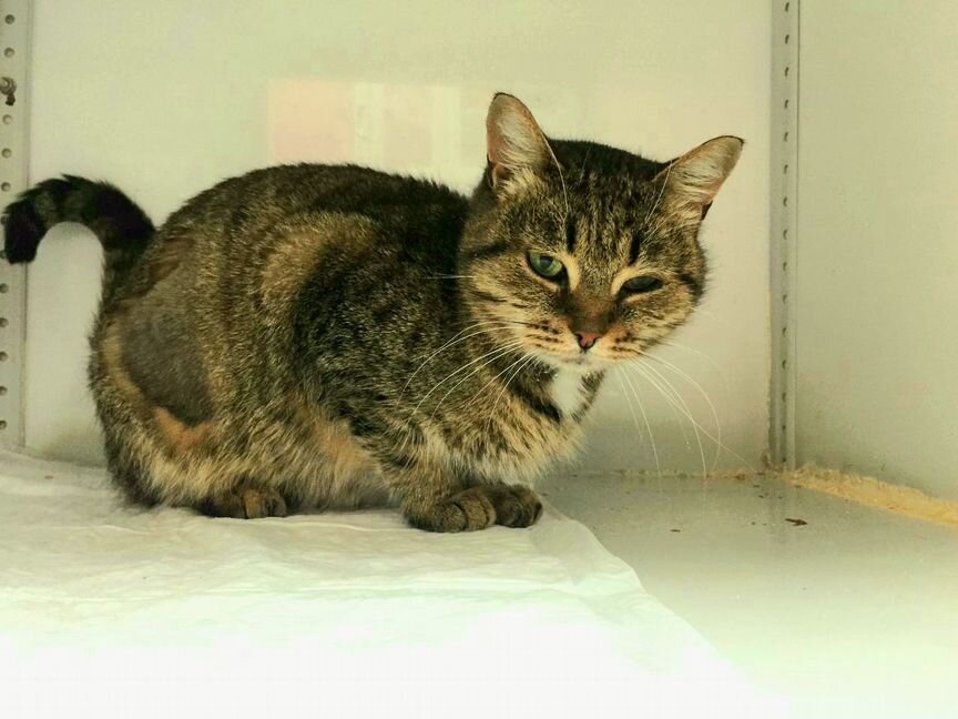 Кошечка Викки ищет дом