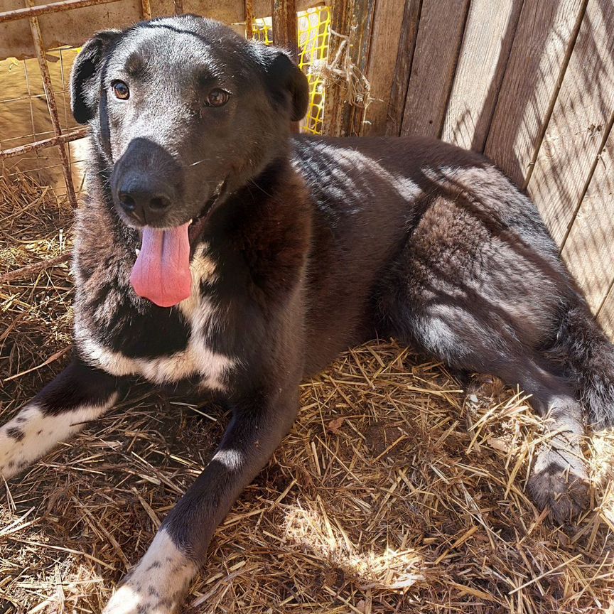 Очаровашка с пятнистыми лапками