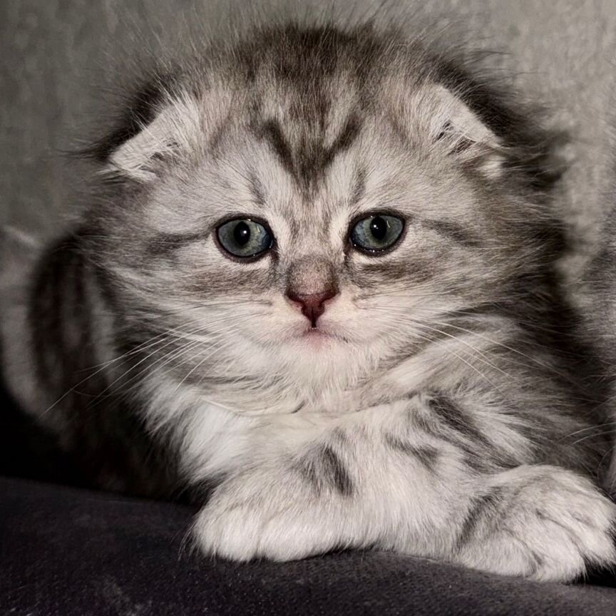 Шотландский вислоухий длинношёрстный котёнок