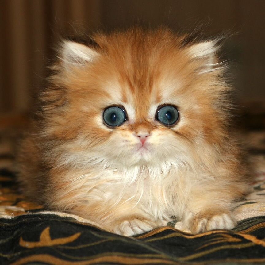 Шикарная девочка золотая британская шиншилла