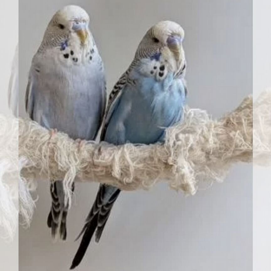 Птенцы Элитных Волнистых Попугаев Ручные