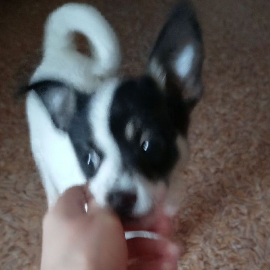 Чихуахуа, щенок